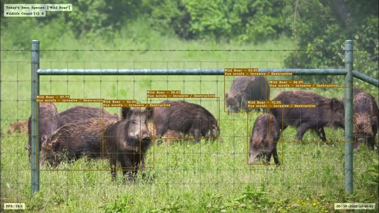 Wild Boar - Invasive Species Detection System - YouTube