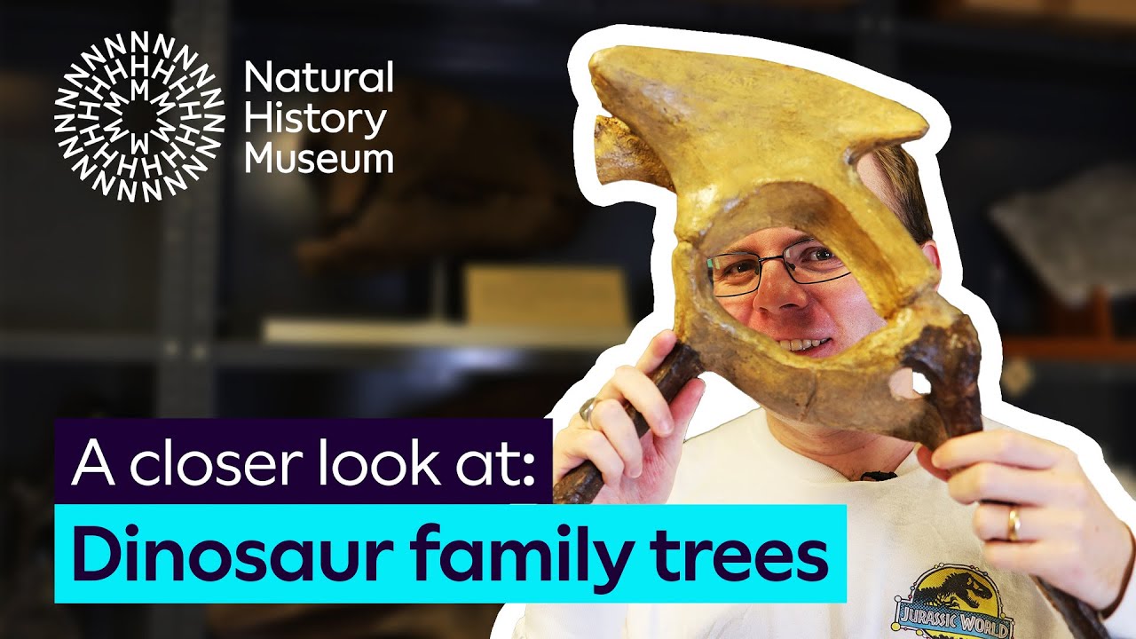 Why pterosaurs aren't dinosaurs | A closer look at the dinosaur family ...