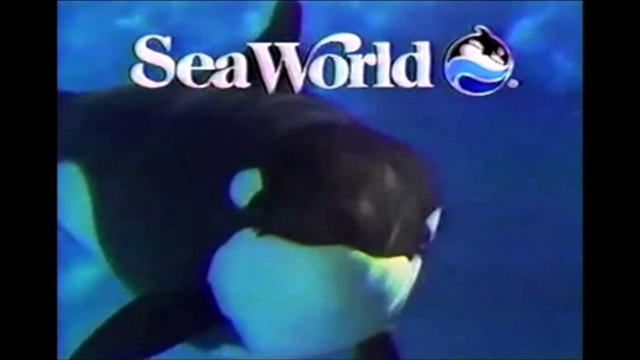 Baby Shamu Celebration Music - YouTube