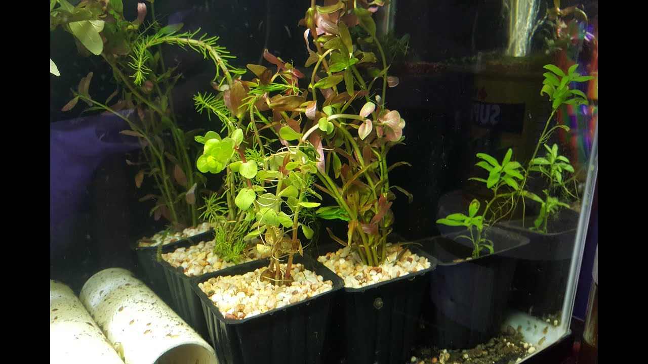 New Plants Pink Baby Tears p1 - YouTube