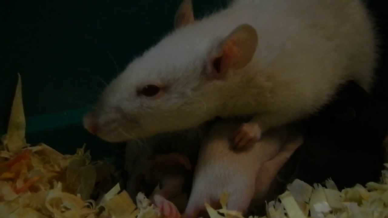 Our Little Rescue Rat Nursing Her Babies - YouTube