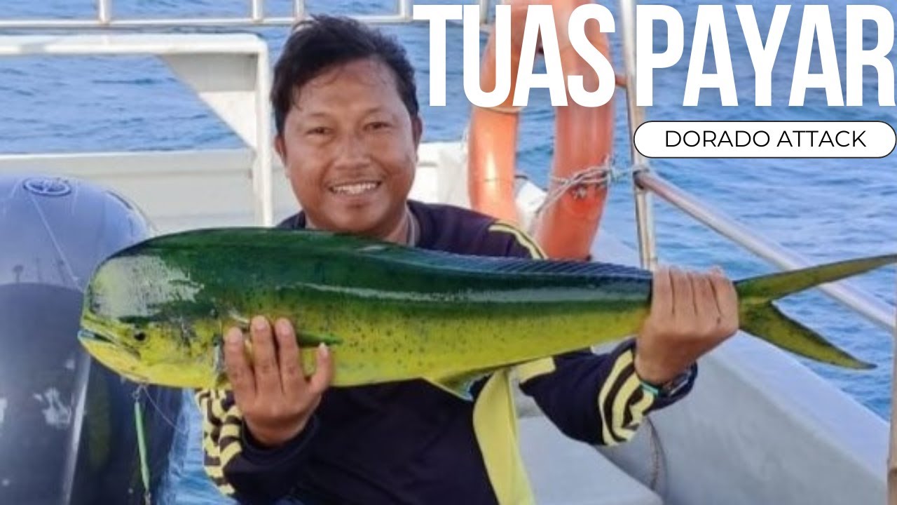 Lesen Dorado Tuas Payar Abang Yazid | Memang Best Memburu Ikan Ini ...