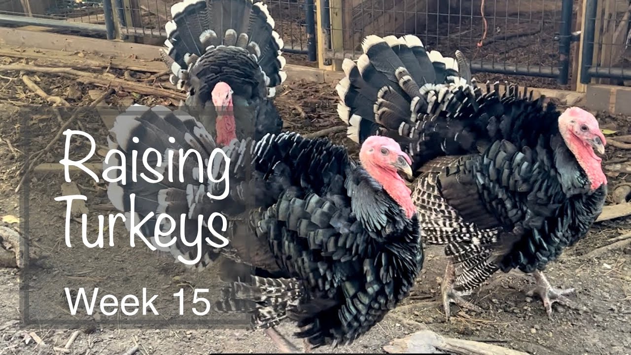 Raising Turkeys From Hatchlings to Processing - Part 4 ...