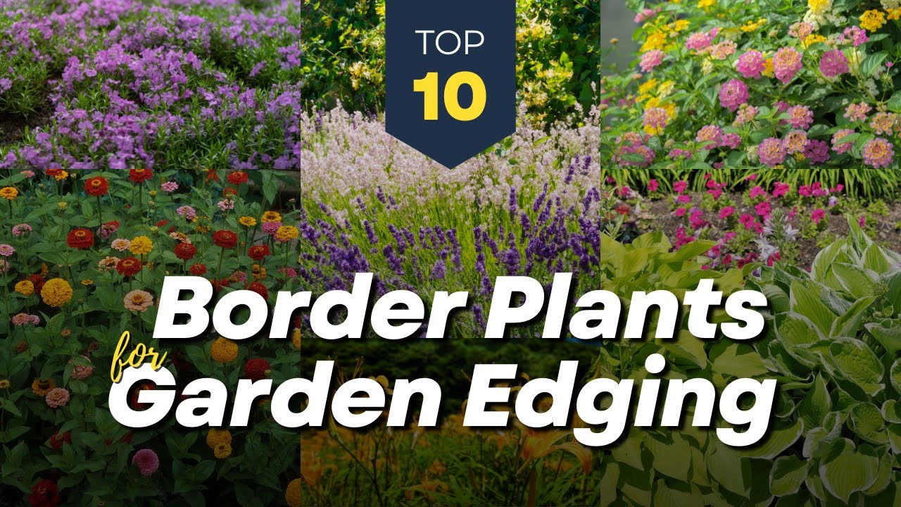10 Beautiful Border Plants for Garden Edging 🌿🏡🌼Add Color to Your ...