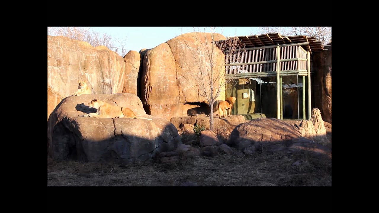 Sedgwick County Zoo Lions Roaring in Wichita, Kansas - YouTube