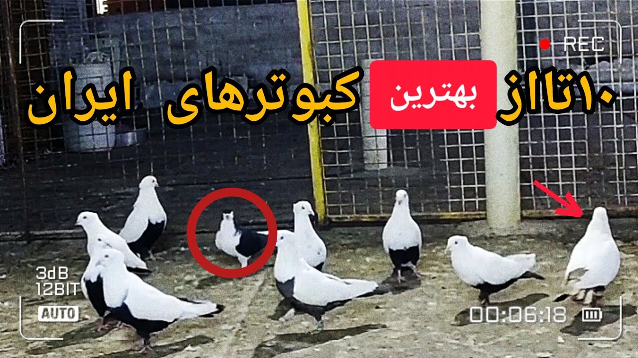 ۱۰تا از بهترین کبوتر های ایران Youtube