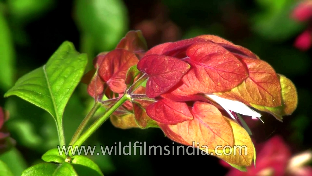 Megaskepasma erythrochlamys or Brazilian Red Cloak: A garden ornament ...