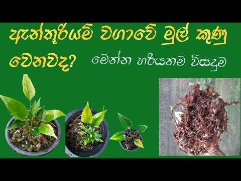 ඇන්තූරියම් වගාවේ මුල් කුණු වීමේ රෝගය පාලනය කරමු | Imathi #anthurium 😎 ♥ ...