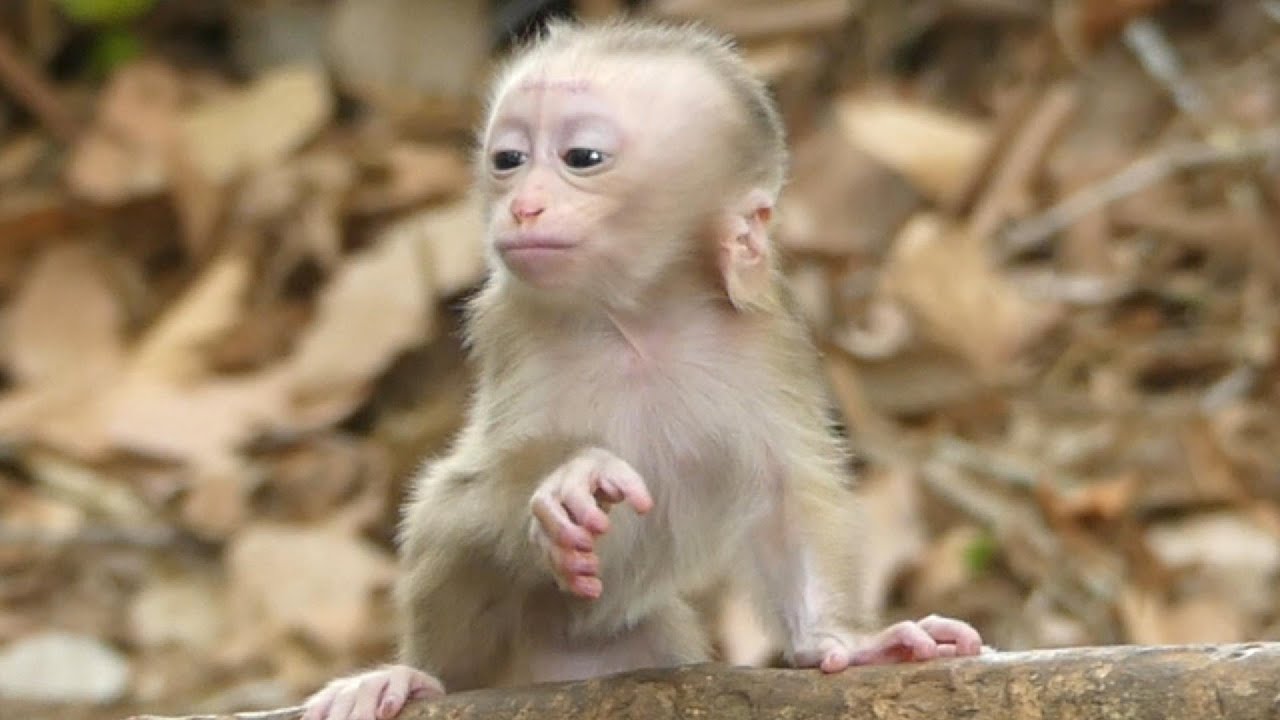 Newborn baby monkeys are highly sensitive to their mother's emotional ...