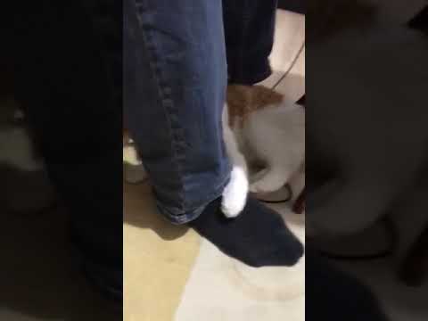 Psikopat Kedi Ozzy sahibine saldırıyor