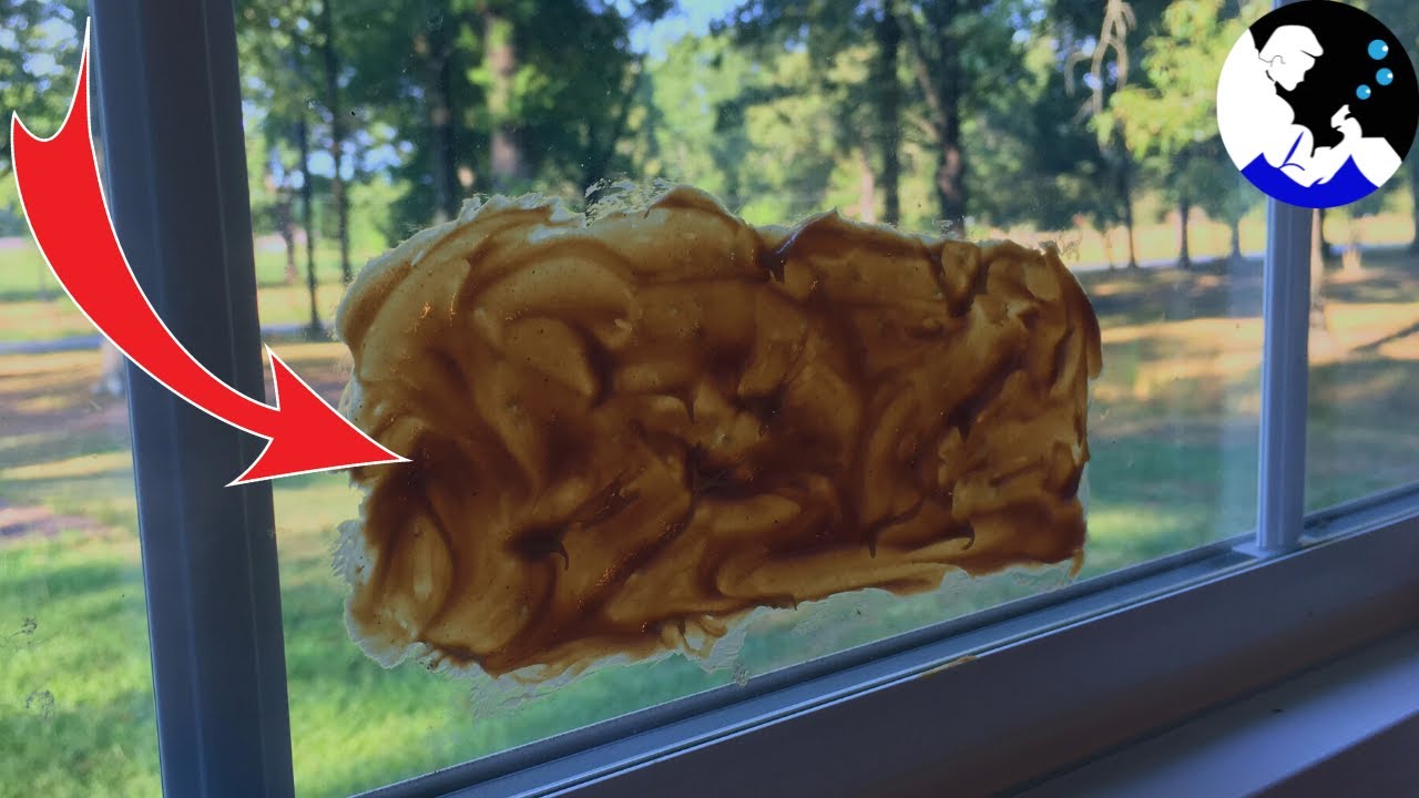 Spread Peanut Butter On Your Windows and Watch What Happens - YouTube