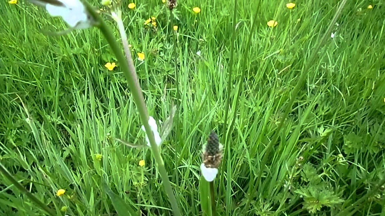 Cuckoo Spit, Spittlebugs and Froghoppers - Nature Insights - YouTube