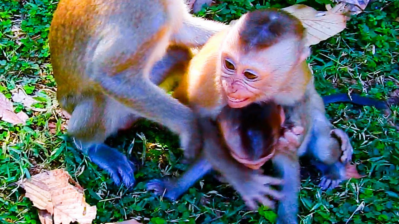 A Little Monkey Play With BB rainbow - YouTube