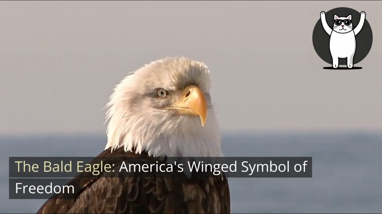The Bald Eagle: America's Winged Symbol of Freedom - YouTube