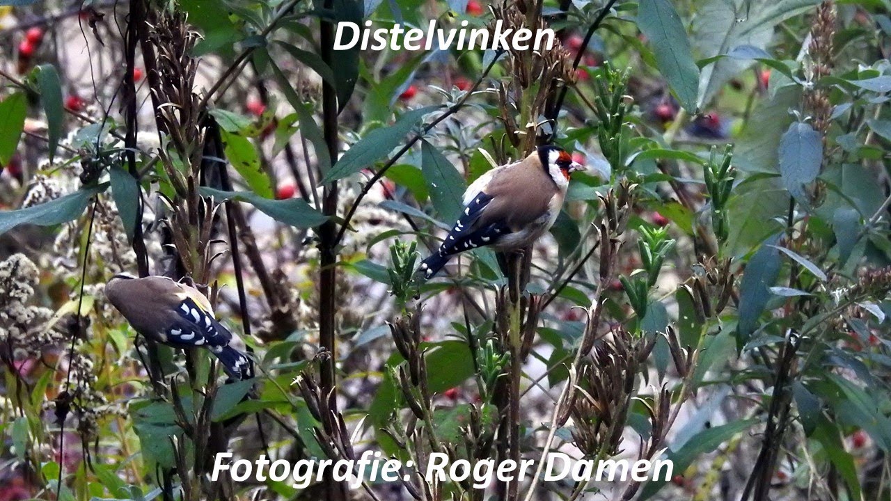 Distelvinken - YouTube