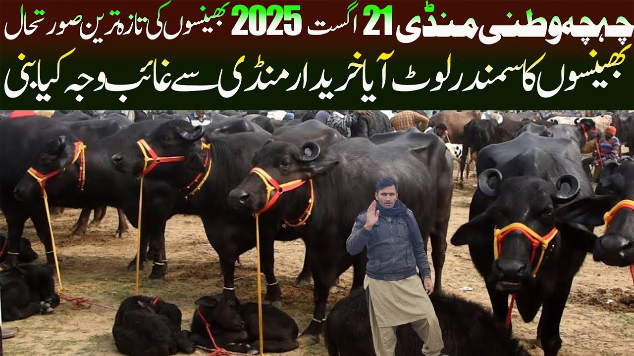 Today Chichawatni Mandi 21 August 2025 Update- Nili Ravi Buffalo ...