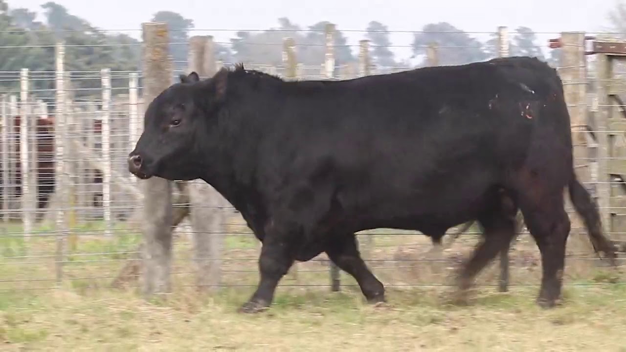 Toro AA PC N°16 - Lote #6 - RP 8126 - Remate LT 2020 - YouTube