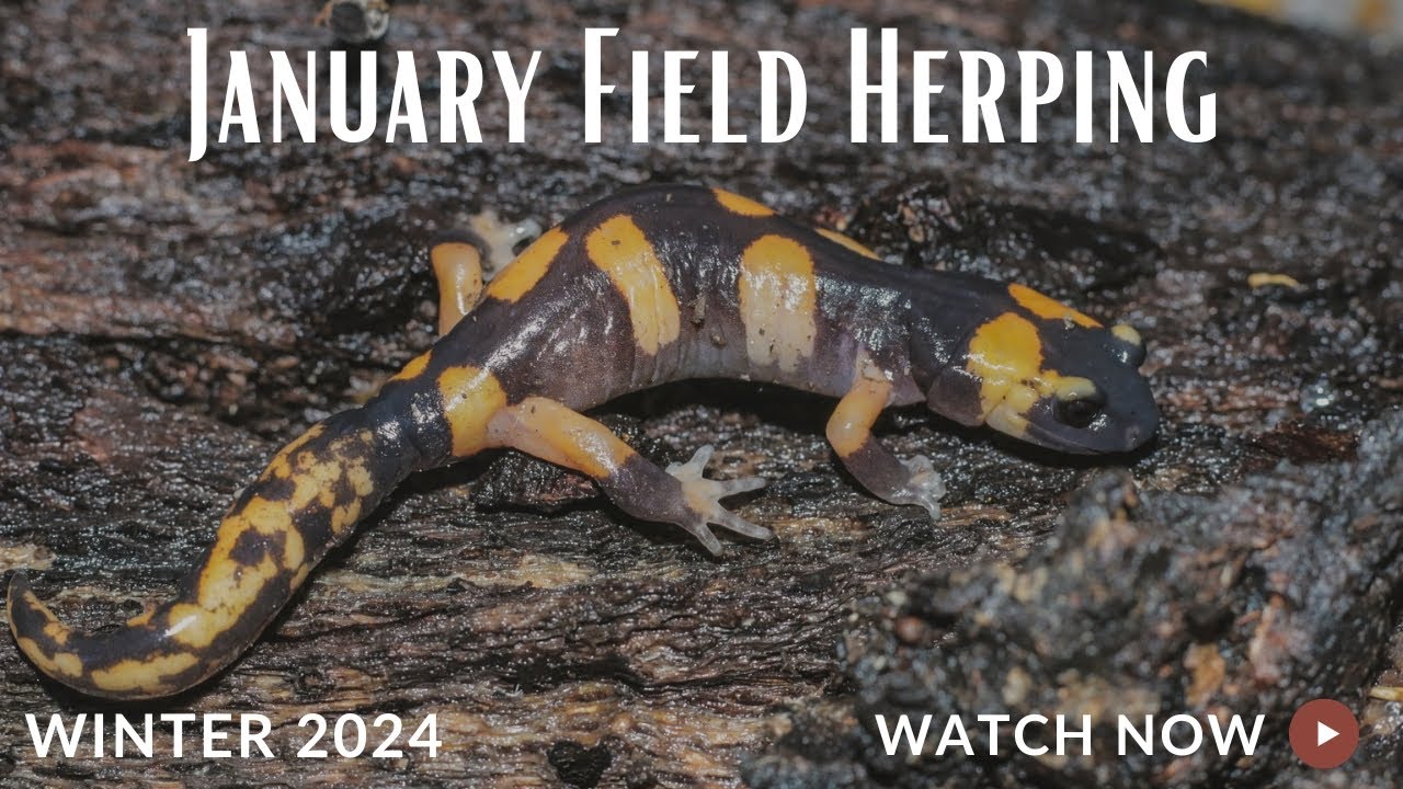 January Field Herping in San DIego - YouTube