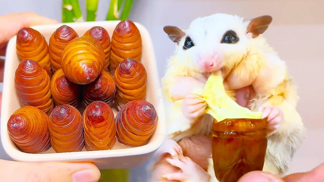 Eat A Silkworm Pupa With Cheese Every Day - YouTube