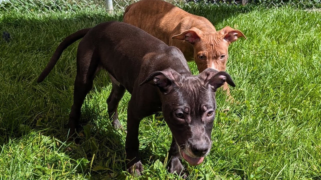 SCRAPS ANIMAL SHELTER ! Complete List of dogs as of 8/18/24 on video ...