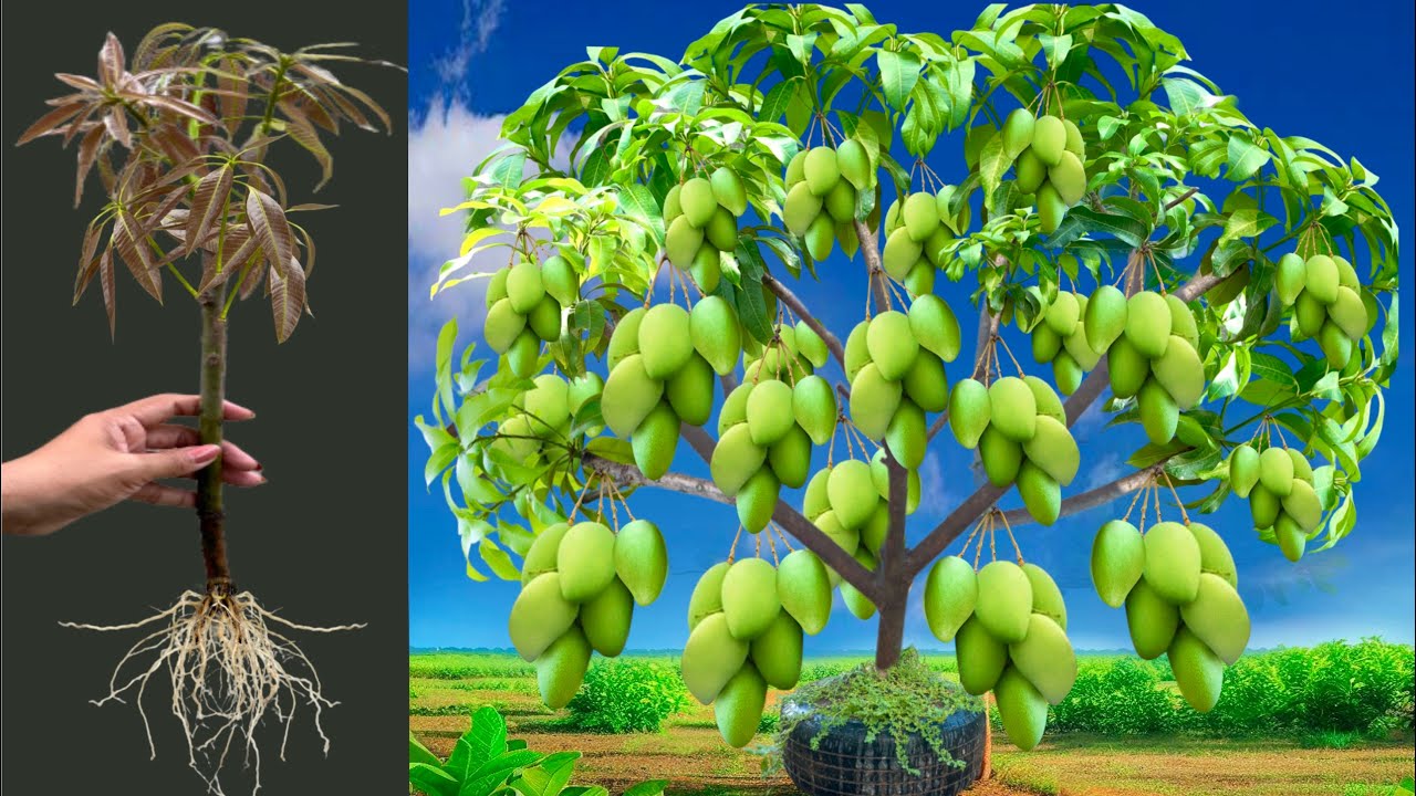 How To Propagate Mango Tree From pruning To Grafting With Bananas ...
