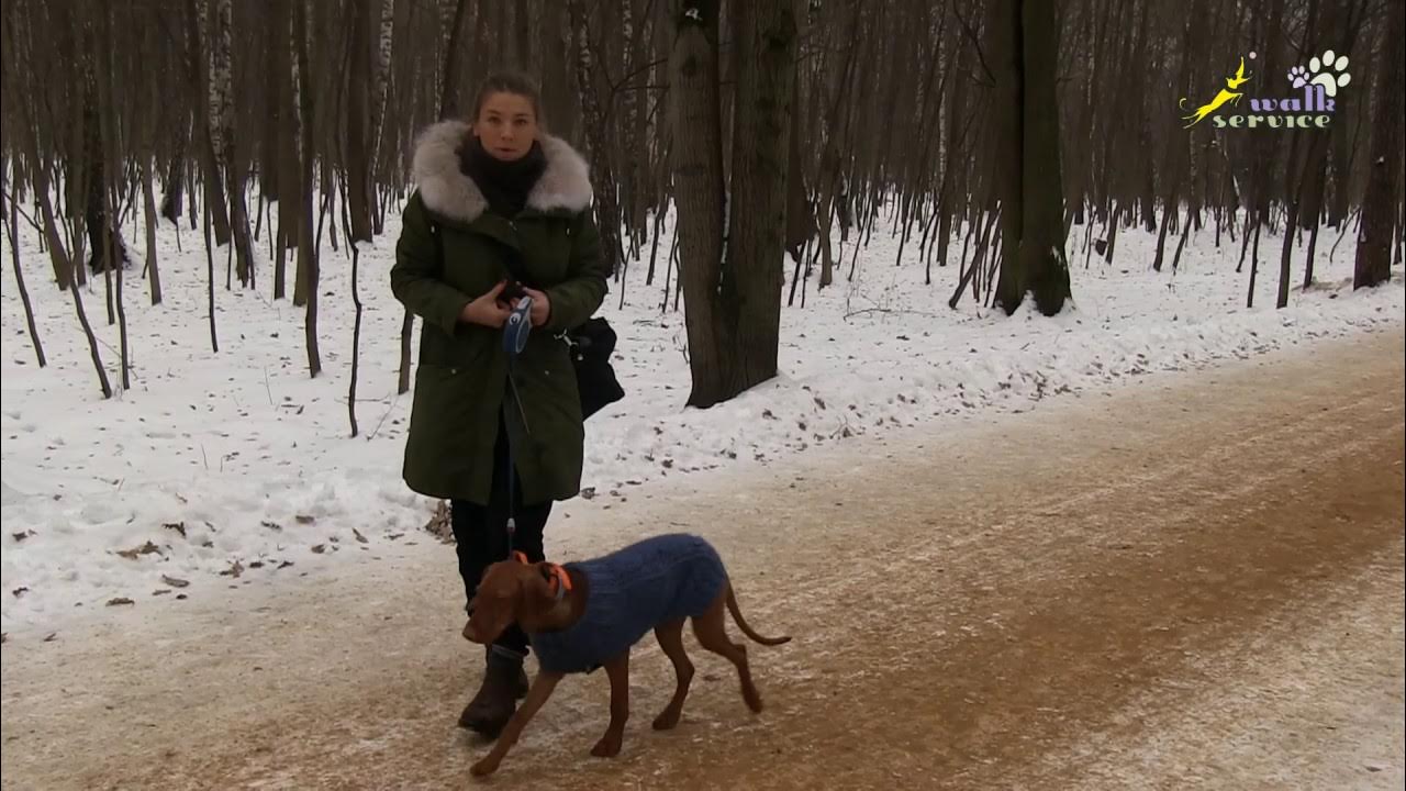 Приучение к ЭШО, один из способов работы, венгерская выжла, полная ...