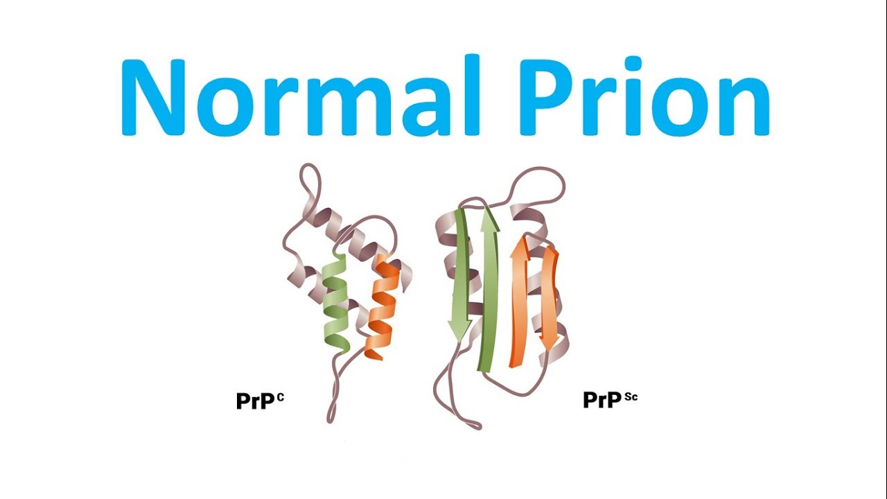 Normal Prion, PrPc Prion | ScienceRoot - YouTube