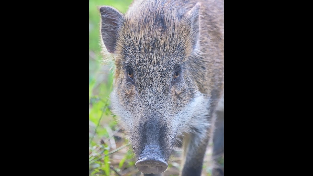 Friendly wild boar on Hong Kong island - YouTube