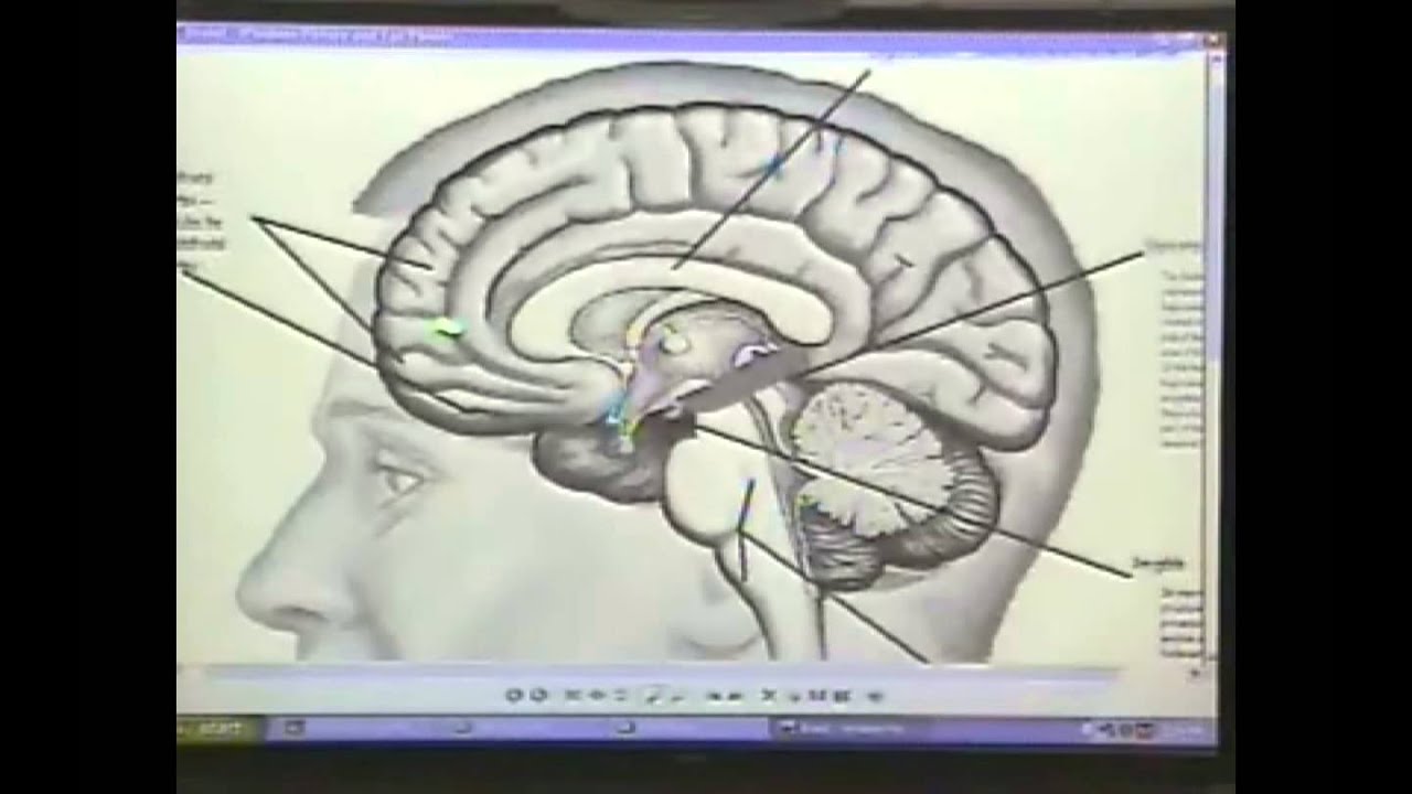 Toward an Interpersonal Neurobiology of the Developing Mind - YouTube