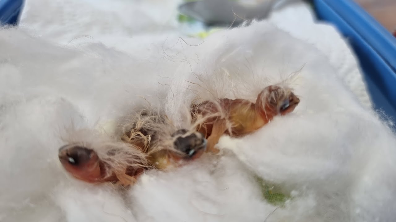 Hand feeding zebra finch chicken | Zebra finch baby hand feeding - YouTube