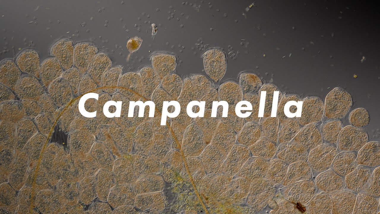Campanella - YouTube