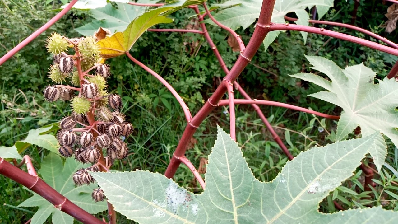 FAIDA ZA MNYONYO NA MAFUTA YAKE - YouTube