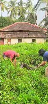 How to catch Python 👍👍👍 - YouTube