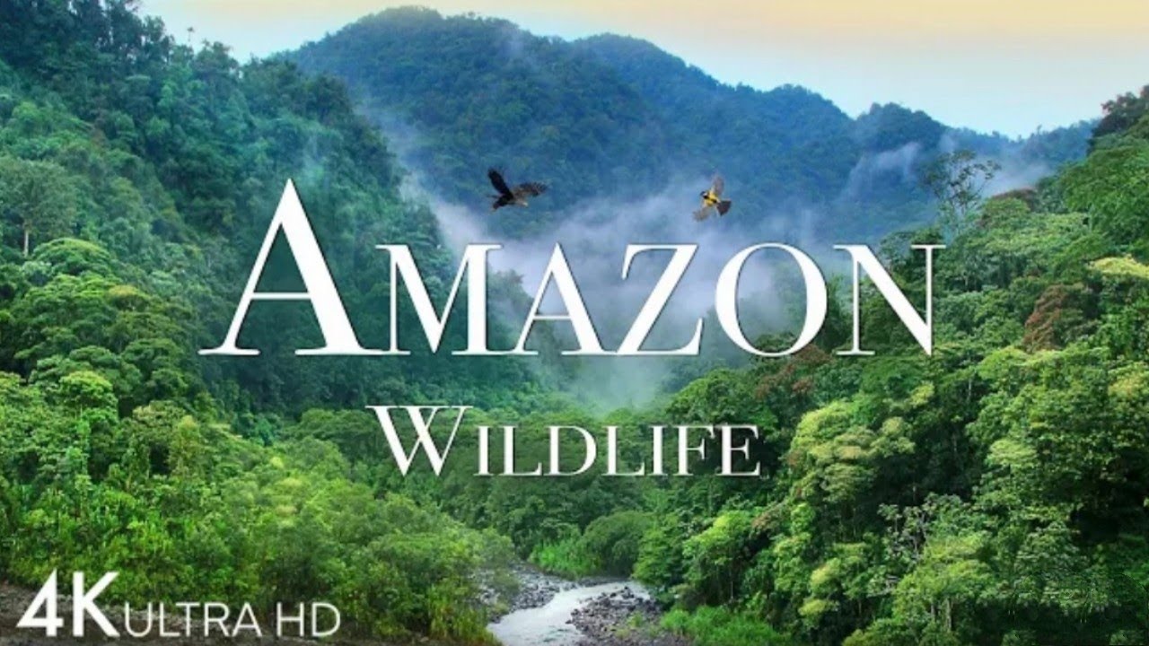 amazon rainforest | amazon rainforest top 10 deadliest animals | amazon ...