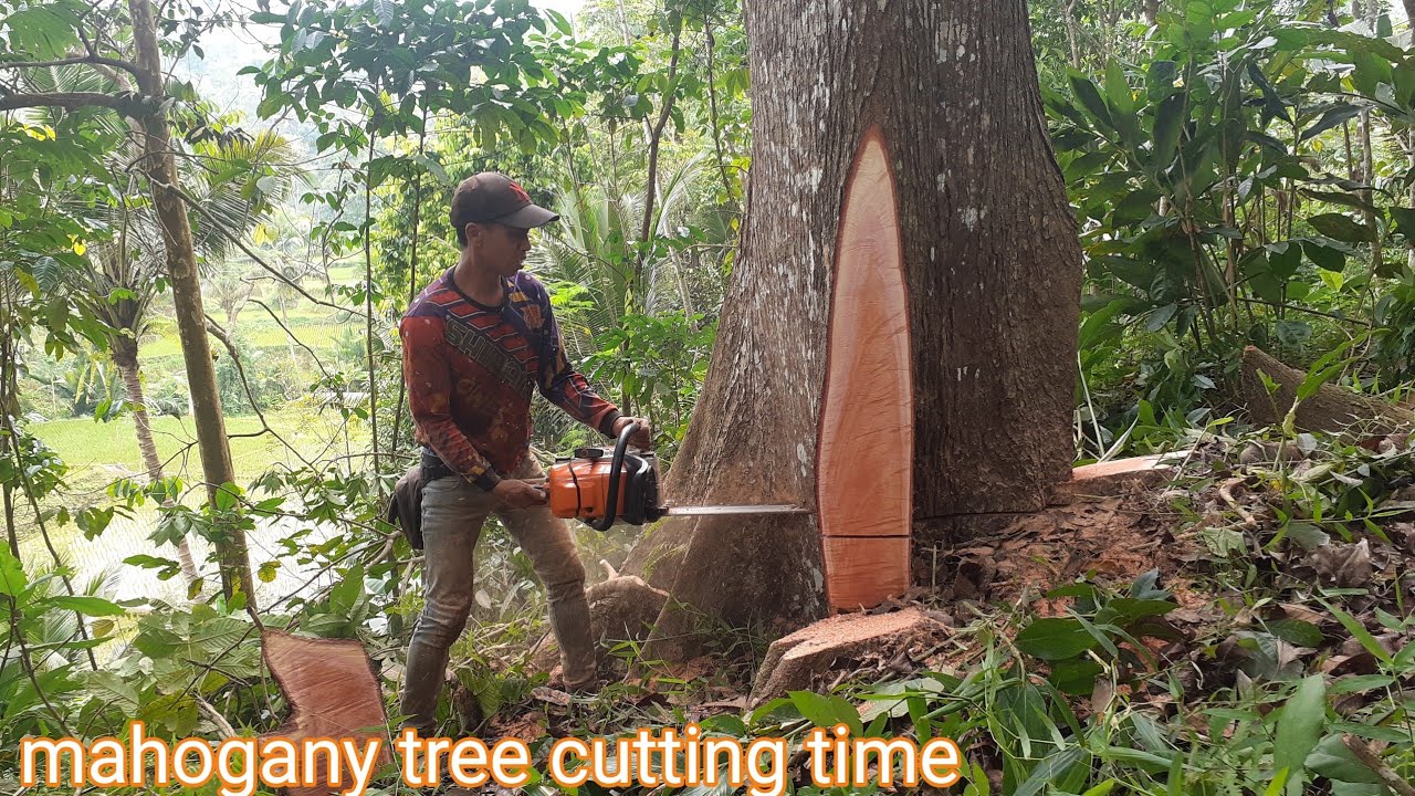 mahogany tree cutting,mahogany tree cutting time -Stihl ms 382 # ...