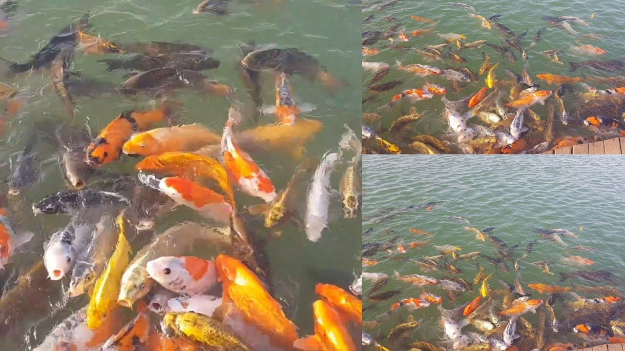 Love Lake Dubai | Love Lake in Dubai Beautiful Fish Frolicking in ...