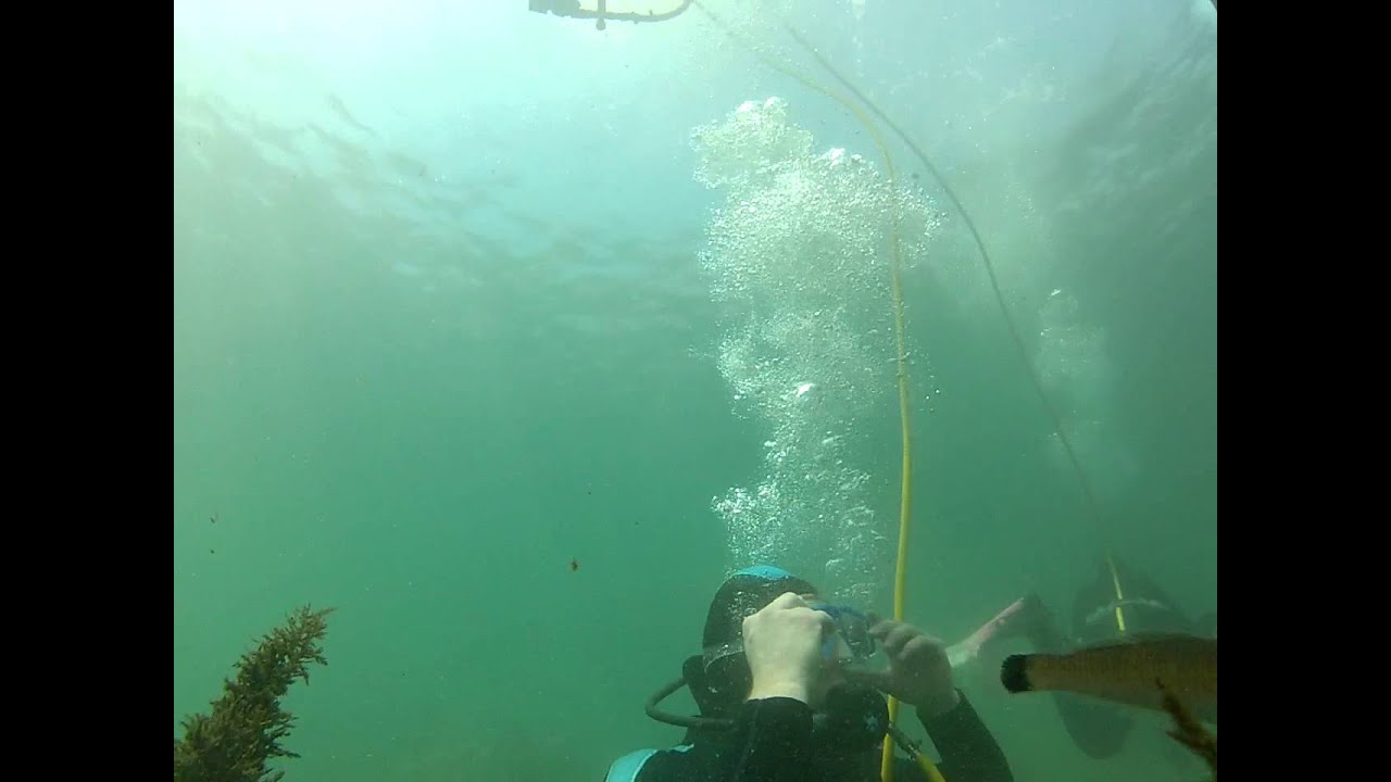 Baja Blue Diver Hose Dive for First Time Diver - YouTube