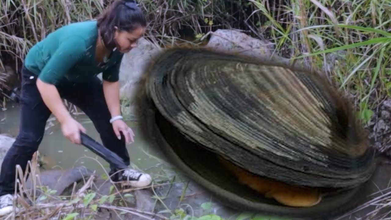Opening a super large clam in the wilderness and taking out the big ...
