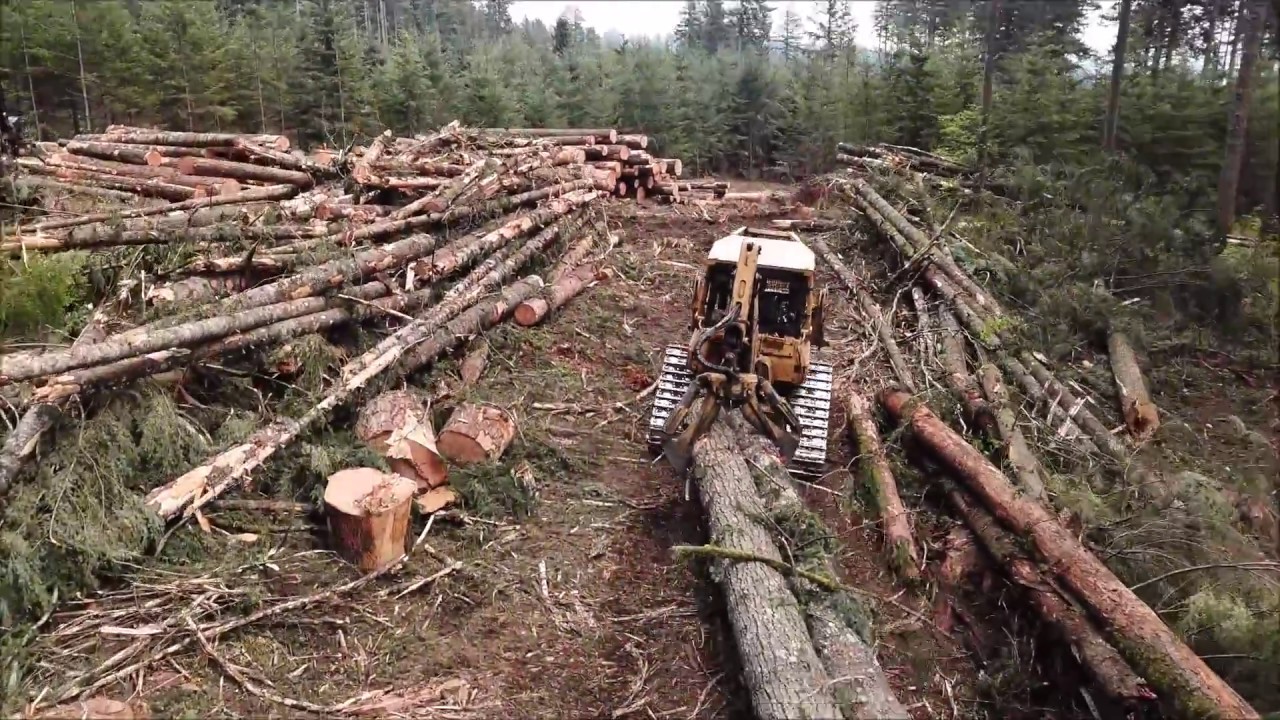 Falling And Logging Trees Skidding Processing And Loading Drone View Falling And Logging Trees Skidding Processing And Loading Drone View