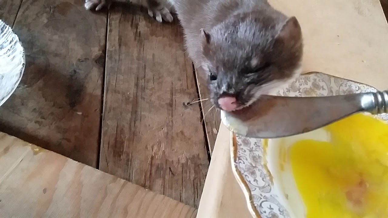 Ermine talk and knife bite - YouTube