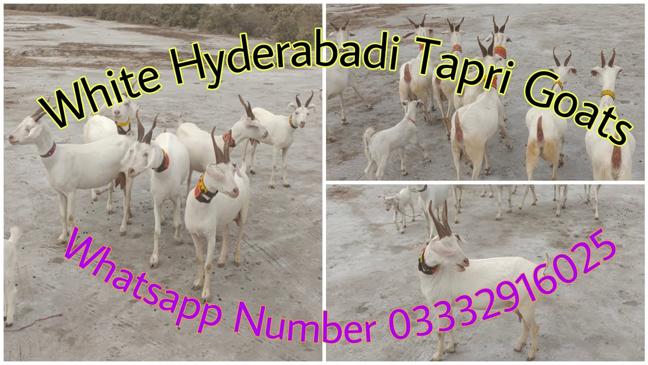 White Tapri Goats 13/02/2024 - YouTube