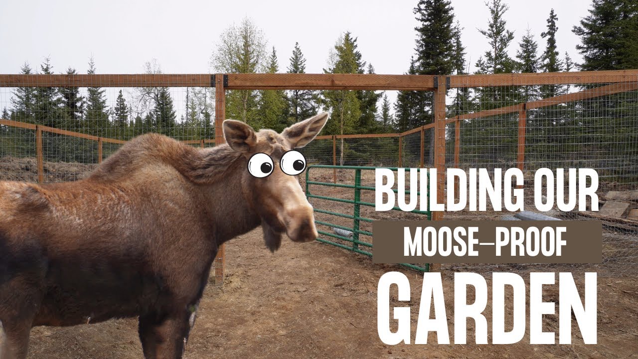 Building Our Moose Proof Garden | Alaska Gardening - YouTube