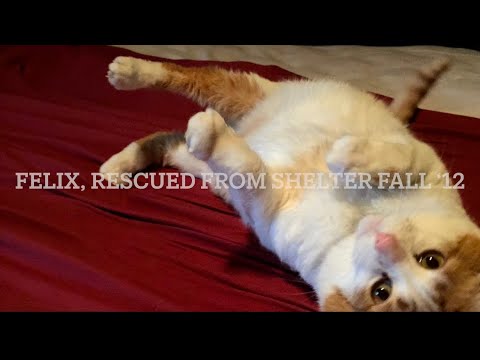 RIP-Felix the Cat, My Fur Baby - YouTube