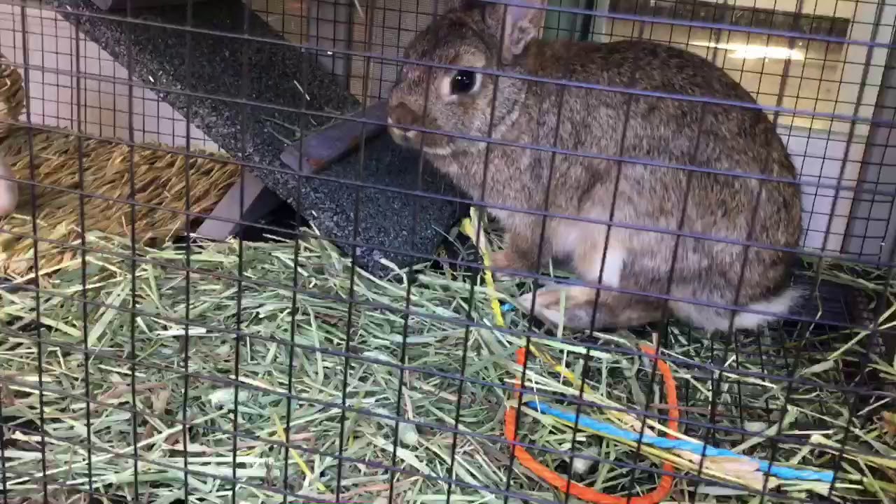 Bunny back-of🤩 - YouTube