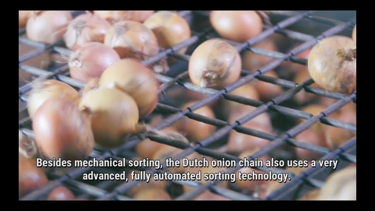 more than just an onion - Customised grading - YouTube