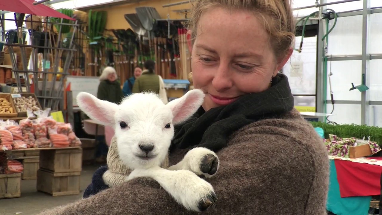 Caring For A One week Old Lamb YouTube caring-for-a-one-week-old-lamb-youtube