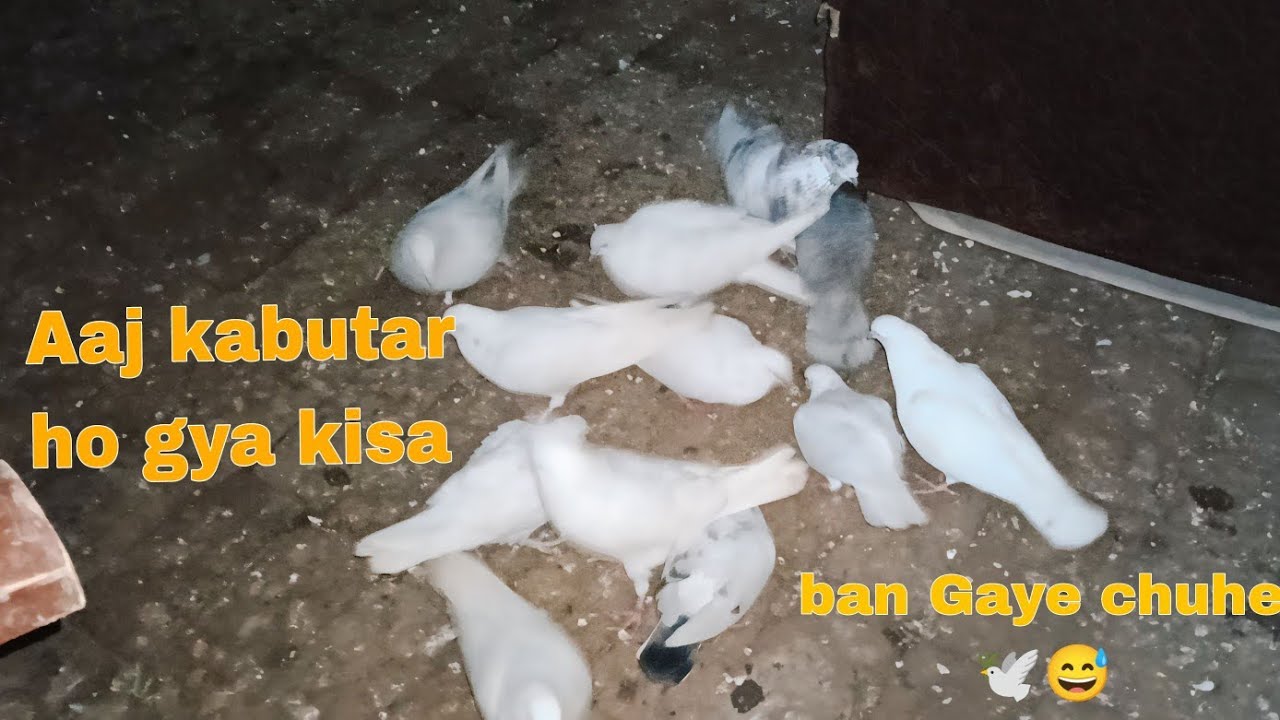 kabutar buk ka ma ra ban Aya chuhe 🕊️ 😅🤟 - YouTube