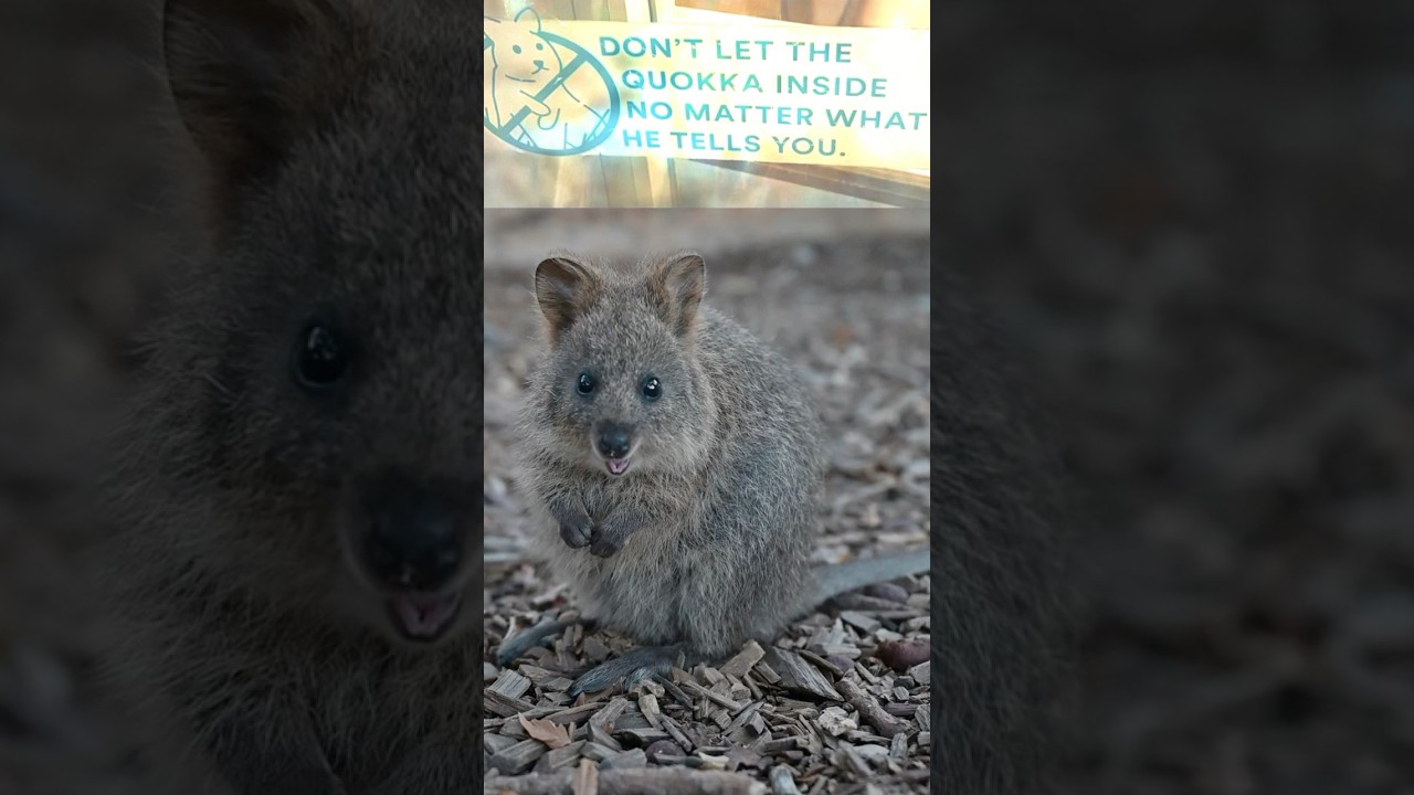 Don’t let the quokka inside no matter what he tells you 🤣 - YouTube