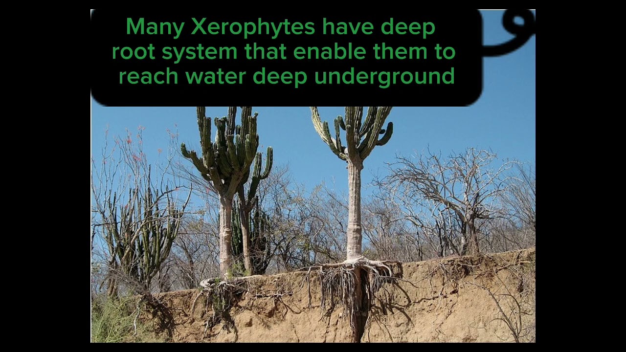 Examples Of Xerophytes Plants