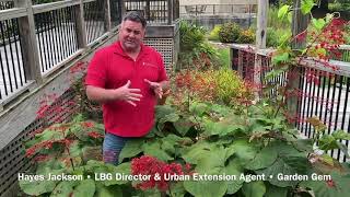 Garden Gem  - Clerodendrums